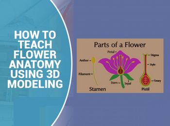 How to Teach Flower Anatomy Using 3D Models in the Classroom
