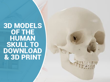 7 of the Best 3D Models of Human Skull