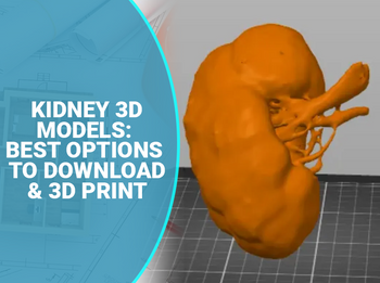 Kidney 3D Models: 4 Best Options